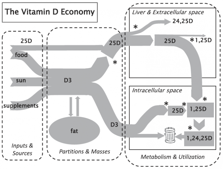 What happens to the vitamin D we take or make? - GrassrootsHealth