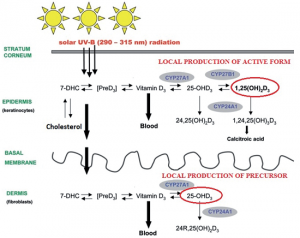 How to Make Vitamin D from Sunshine - GrassrootsHealth