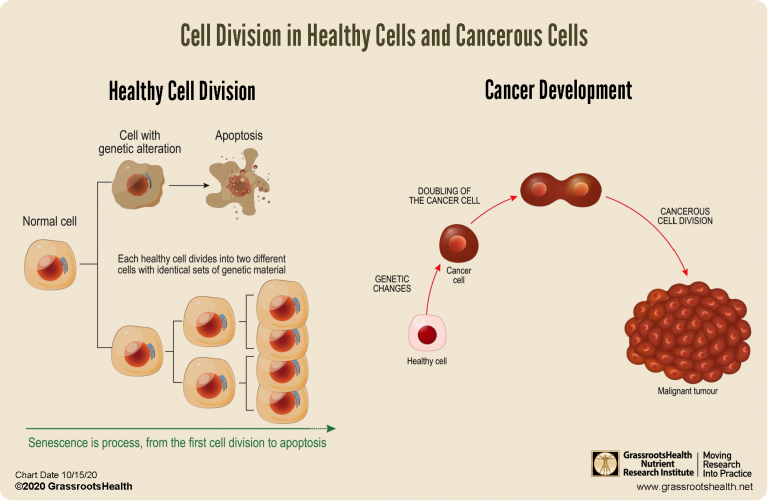 Cell Division Healthy vs Cancer Diagram - GrassrootsHealth